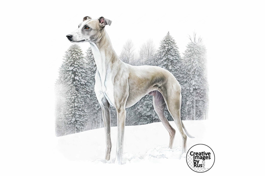 Whippet Dog Clipart, Watercolour Winter Image, Instant Digital Download ...
