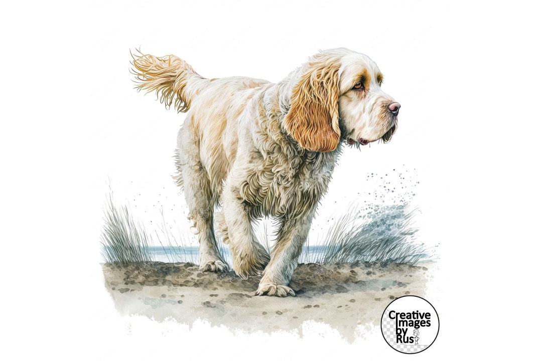 Clumber Spaniel Dog Clipart, Lovely Watercolour Image, Instant Digital ...