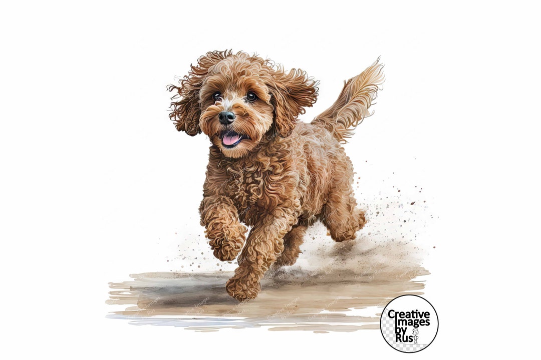 Cavapoo Dog Beach Clipart, Watercolour Image, Instant Digital Download ...