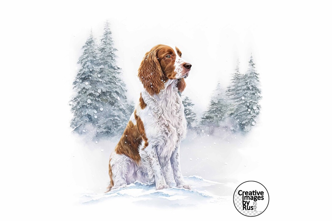 Welsh Springer Spaniel Clipart, Watercolour Winter Image, Instant ...