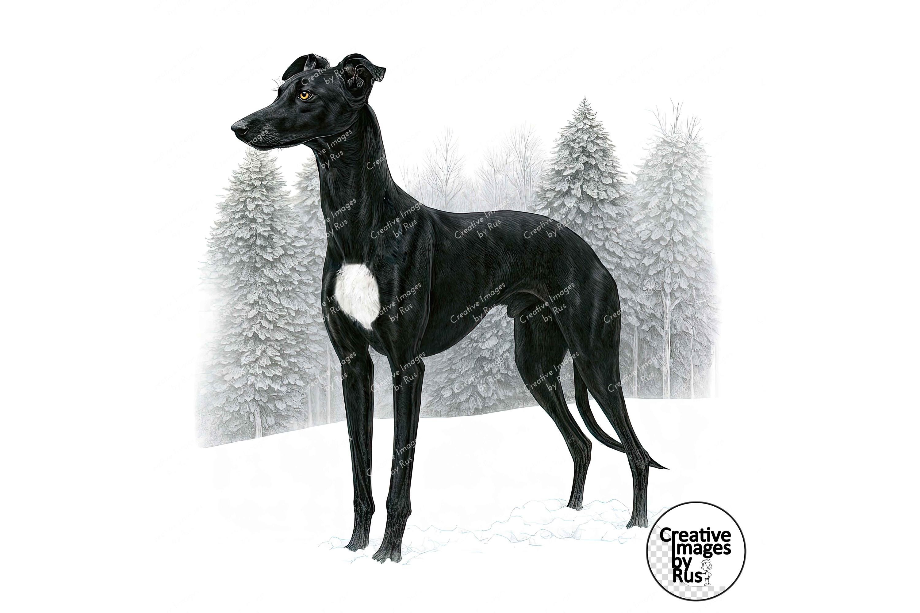 Lurcher Dog Clipart, Watercolour Winter Image, Instant Digital Download ...