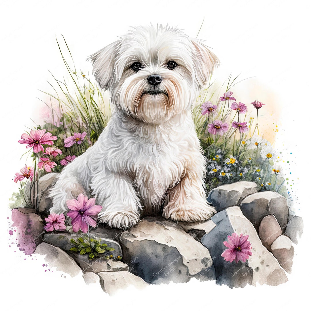 Maltese Terrier Dog Clipart, Watercolour Image, Instant Digital ...