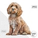 Cockapoo Red Dog Lovely Watercolour Image, Digital Download, High ...