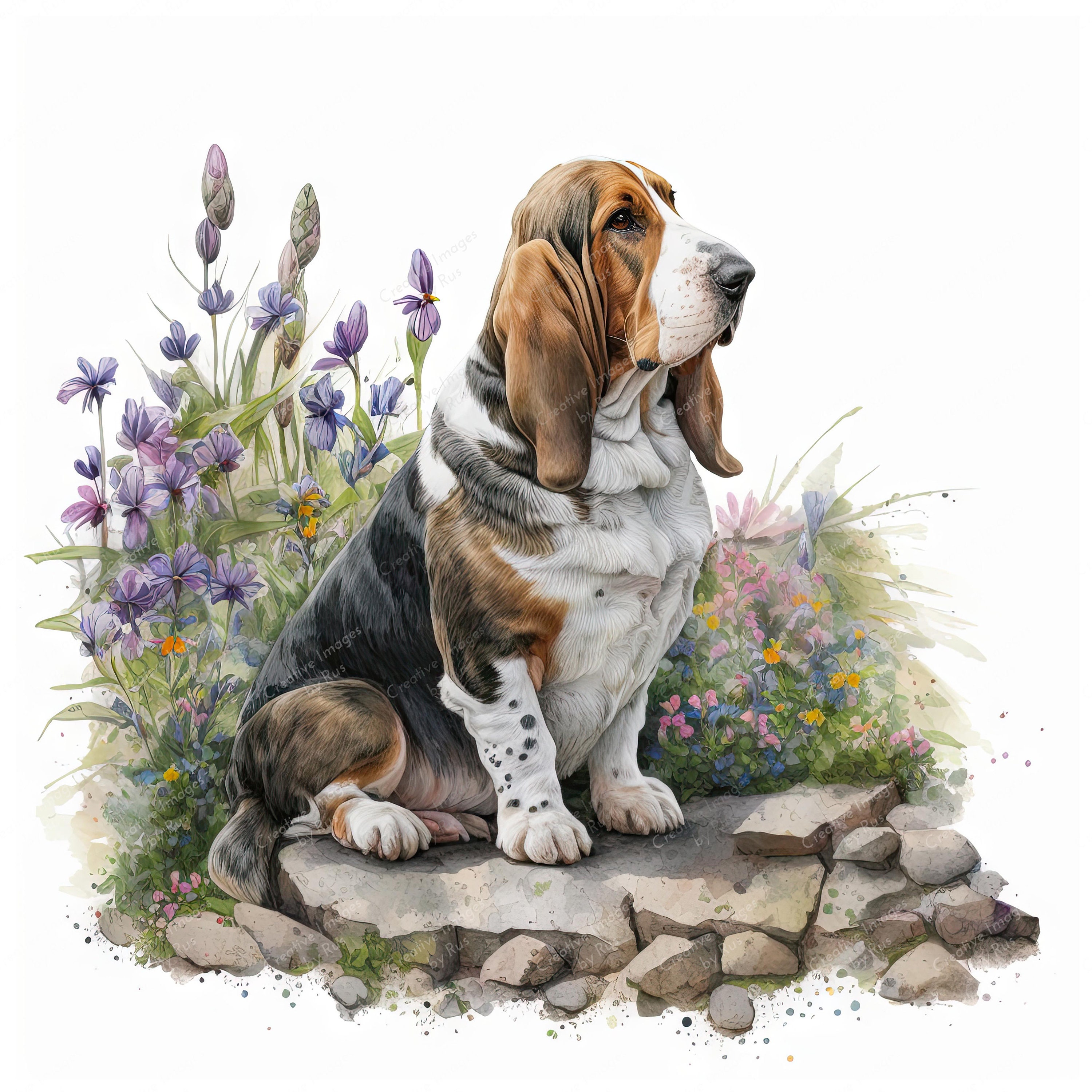 Basset Hound Dog Clipart, Watercolour Garden Image, Instant Digital ...