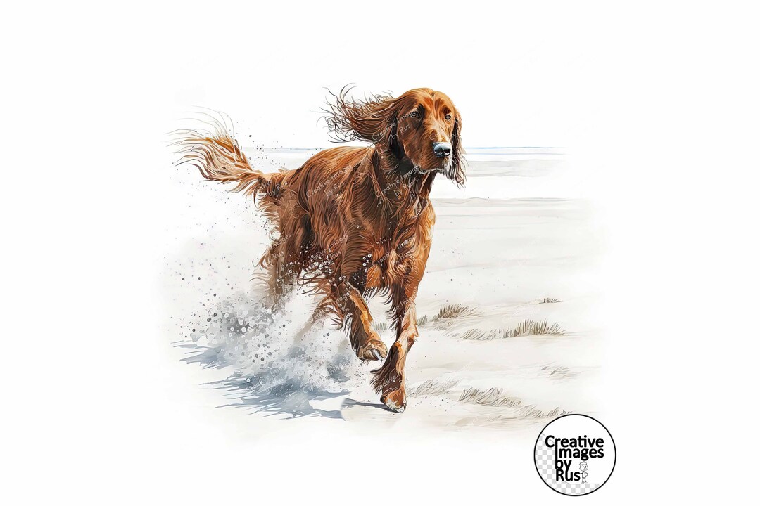 Irish Setter Beach Clipart, Watercolour Image, Instant Digital Download ...