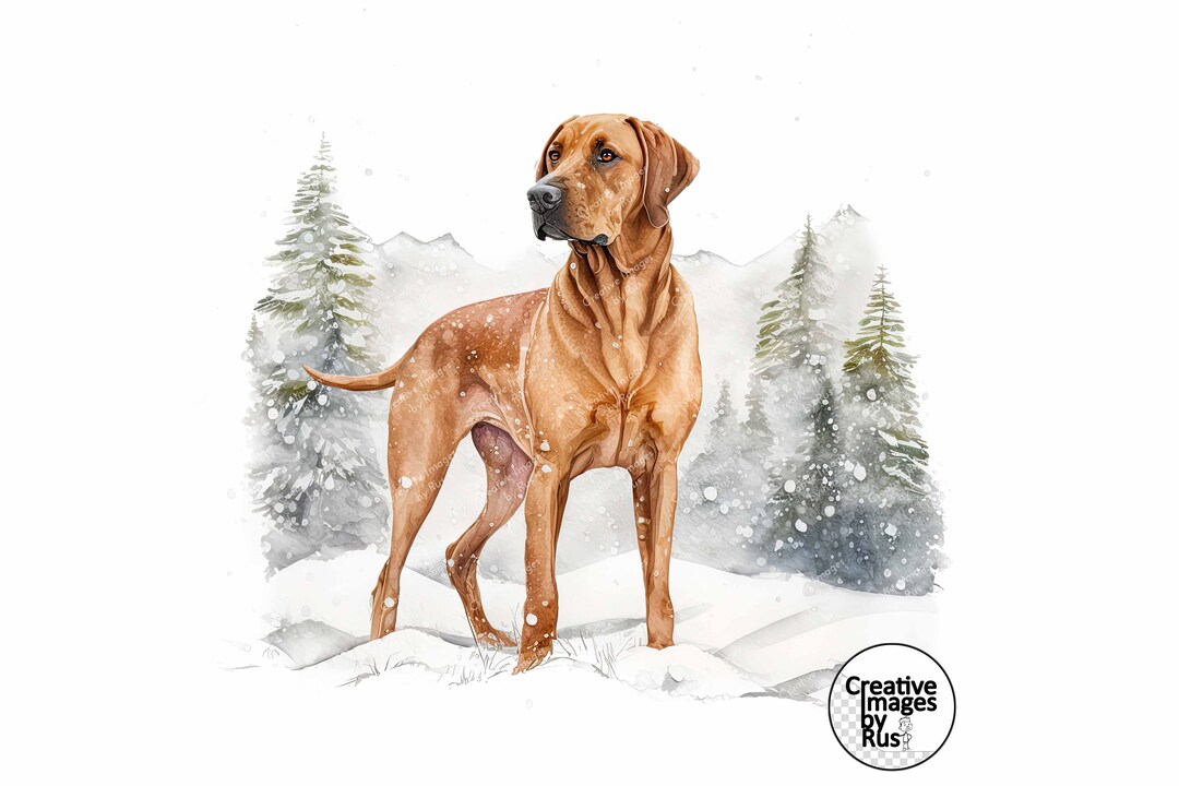 Rhodesian Ridgeback Dog Clipart, Watercolour Winter Image, Instant ...