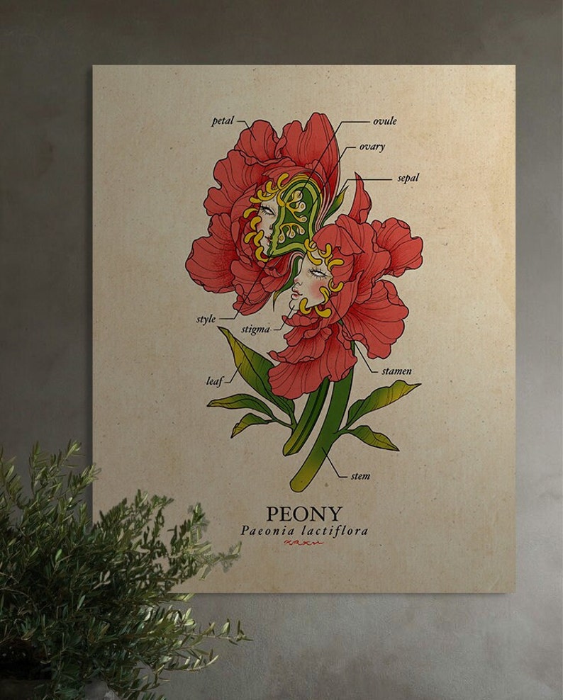 Colour Peony Cross Section Matte Print - Paeonia Lactiflora Botanical ...