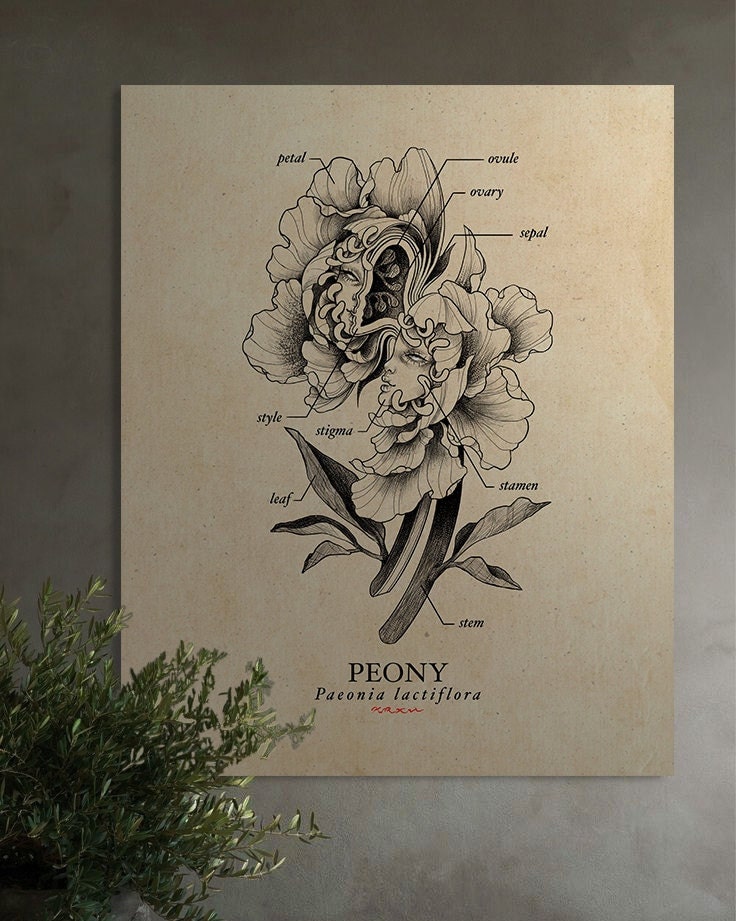 Grayscale Peony Cross Section Matte Print - Paeonia Lactiflora ...