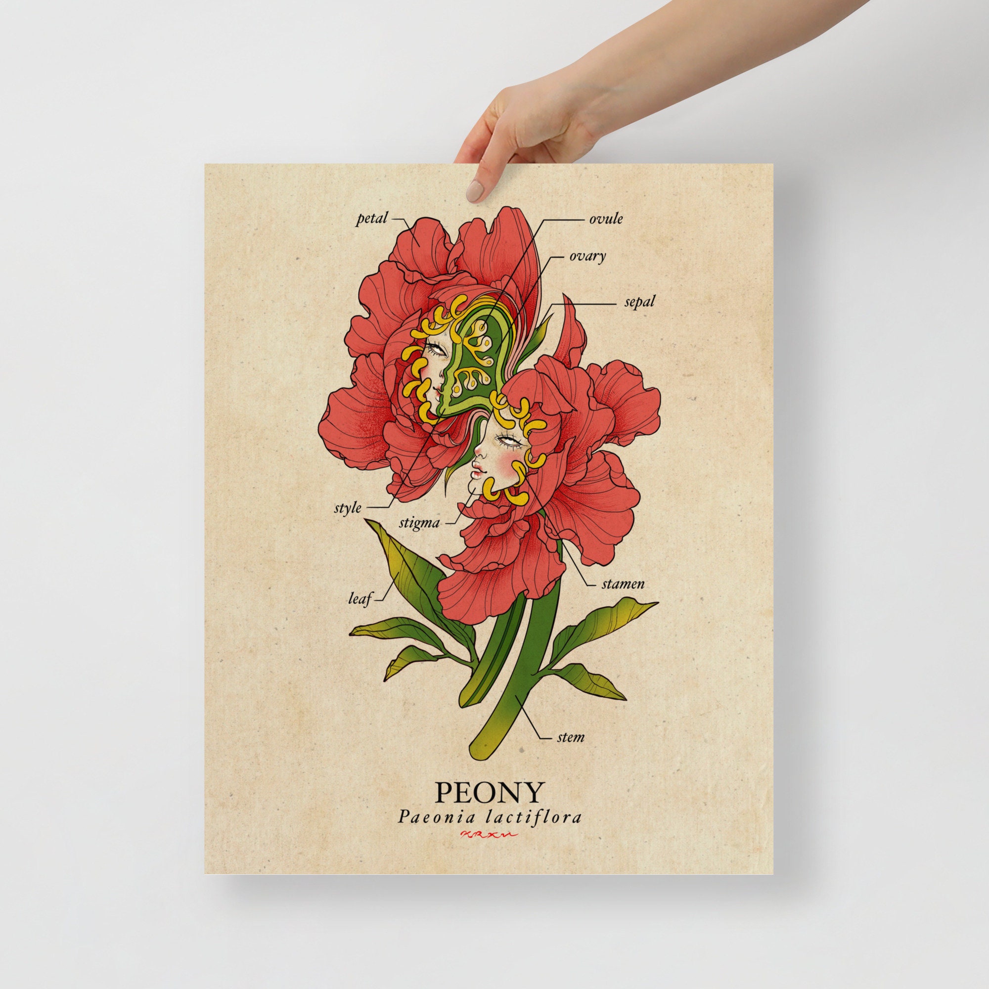 Colour Peony Cross Section Matte Print - Paeonia Lactiflora Botanical ...