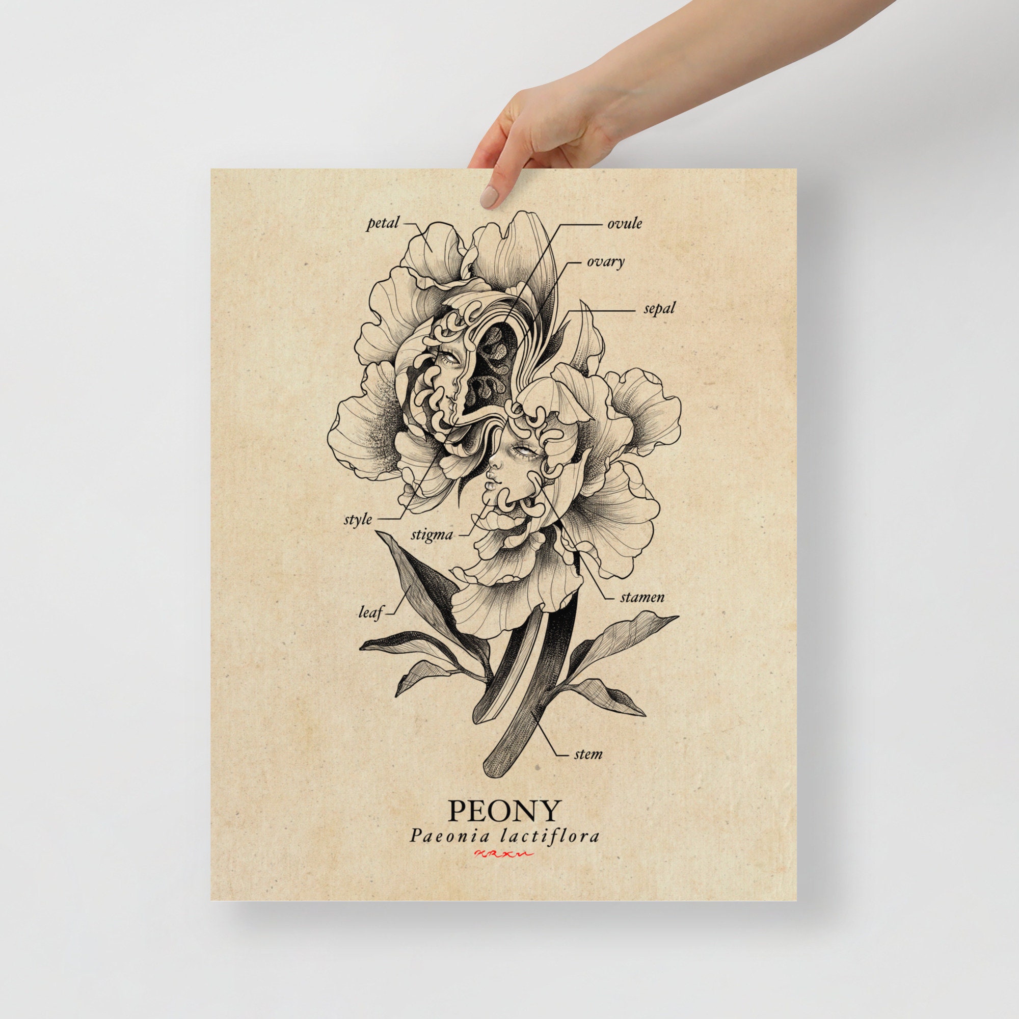 Grayscale Peony Cross Section Matte Print - Paeonia Lactiflora ...