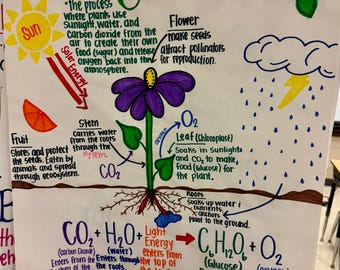 adjective order anchor chart