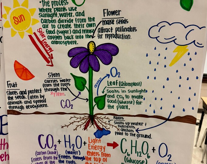 Parts of a Plant Anchor Chart - Etsy Canada