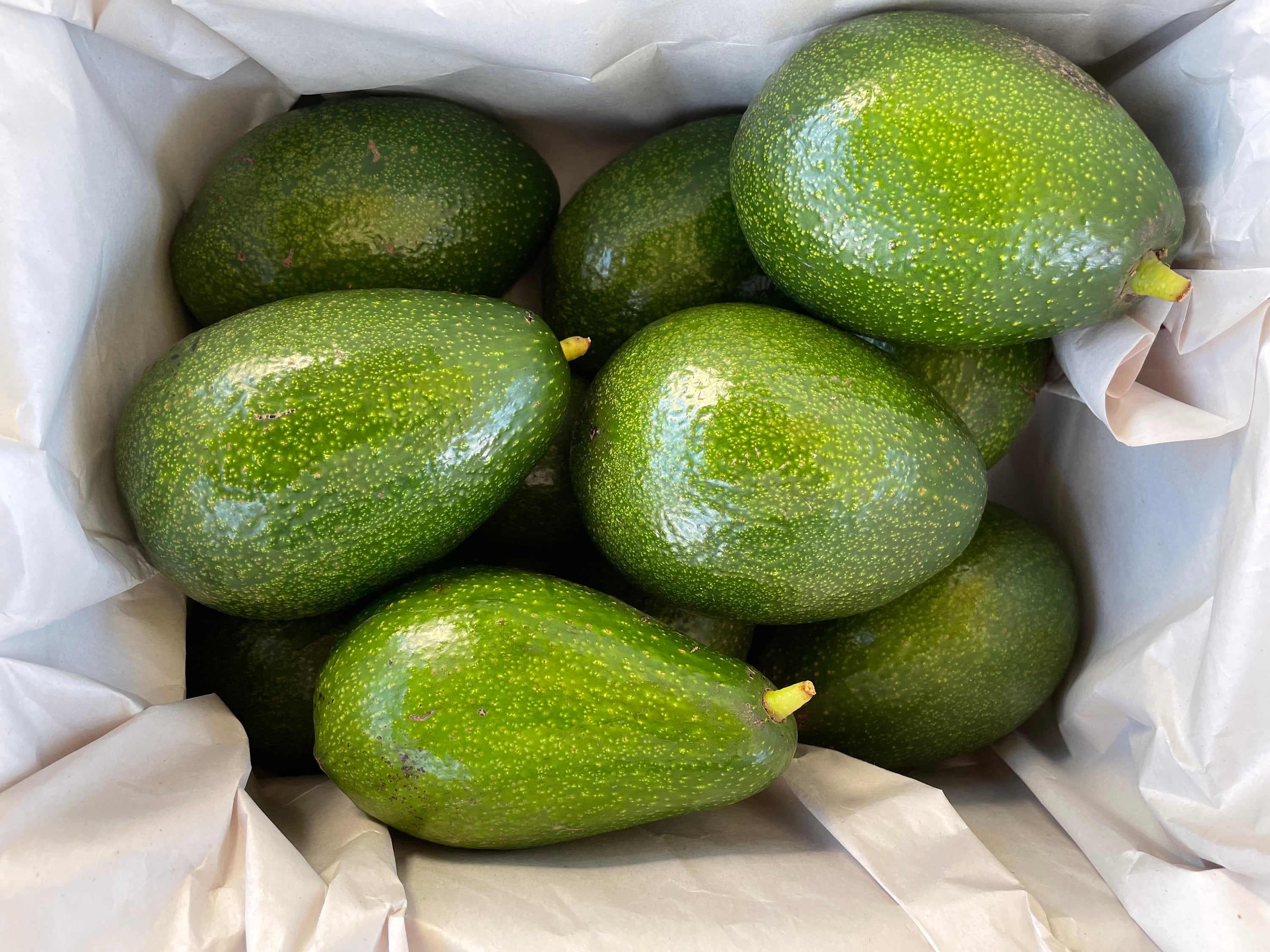 Organic Bacon Avocado Box, California Farm Fresh, Fruit Gift Basket US ...
