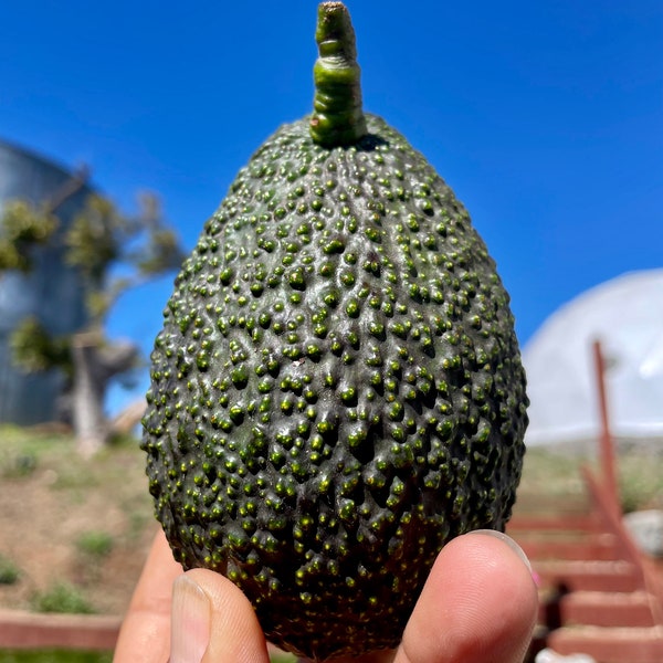 Avocado Scion - Etsy