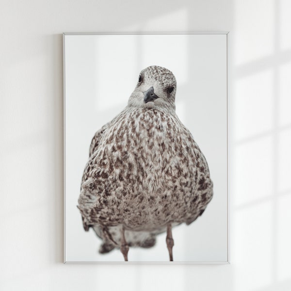 Seagull Photo - Etsy