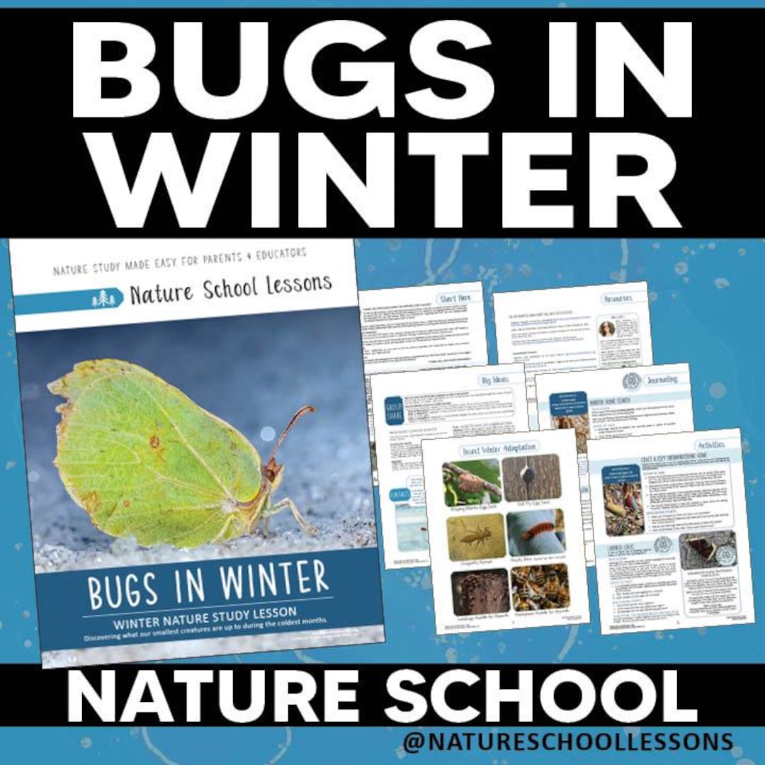 Bugs in Winter, Insect Hibernation Adaptation Diapause Nature Study ...