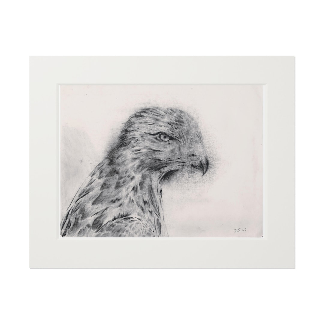 Hawk Pencil Drawing Fine Art Print - Etsy