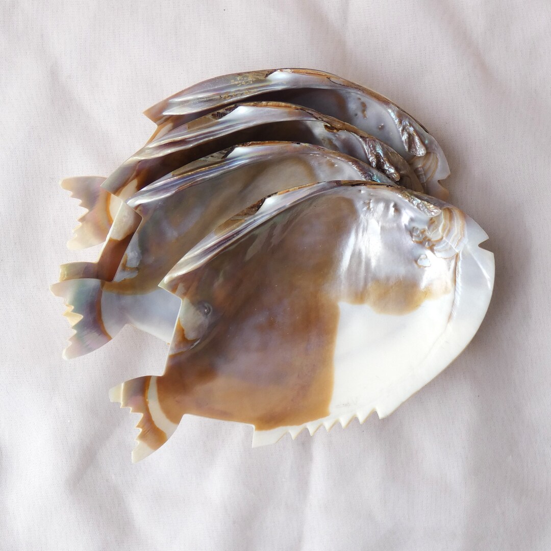 Set of 4 Carved Fish Mother of Pearl Abalone Sea Shell Caviar Serving ...