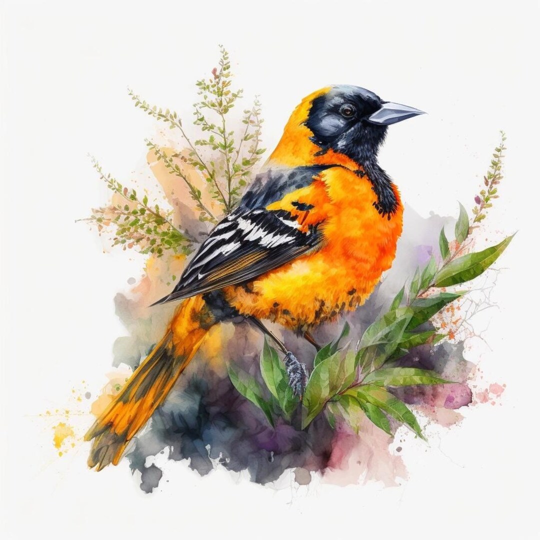 Orange and Black Oriole on A Branch- Watercolor of an Oriole, Digital Download - Etsy
