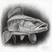 Pencil Drawing of A Walleye-digital Print of a Walleye Fish - Etsy