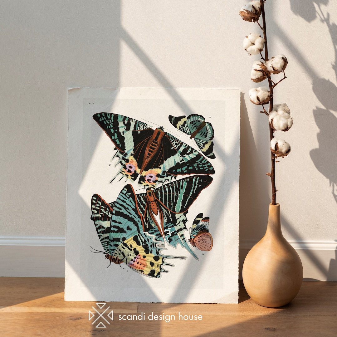 Vintage Butterly Illustration | Printable Remastered Drawing | Soft ...