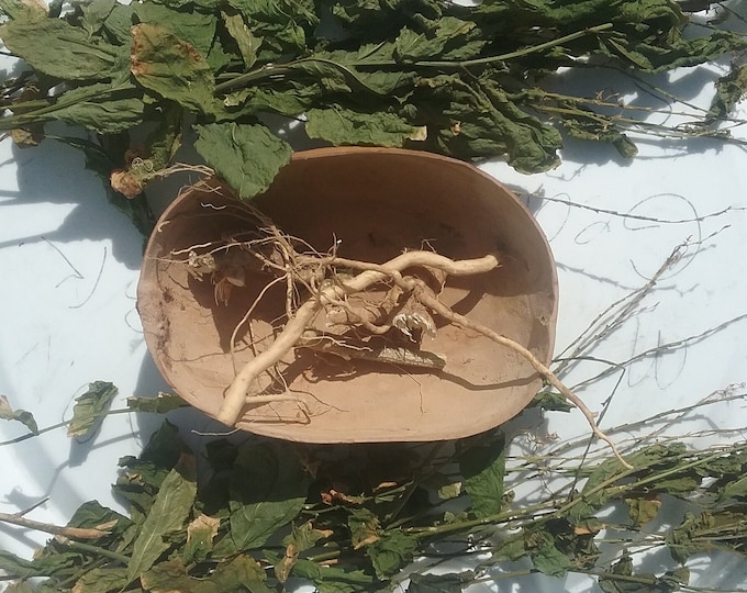 10 Oz Packs Of. Fresh Cut Anamu Leaves and Stems, Dried and Packaged ...