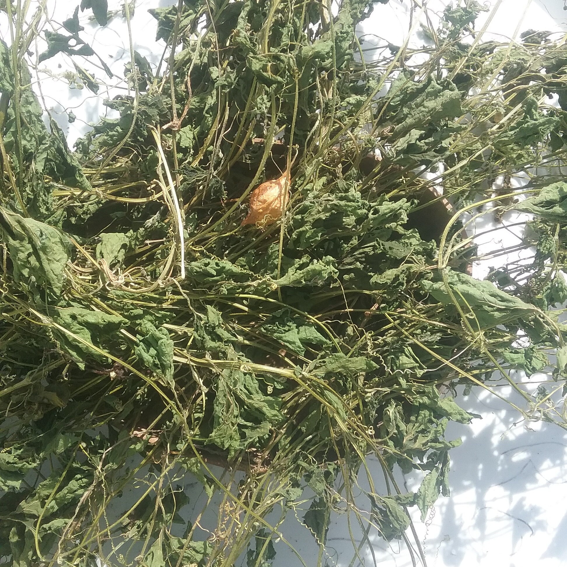Cerasee/karela/bitter Melon(momordica Charantia) - Etsy
