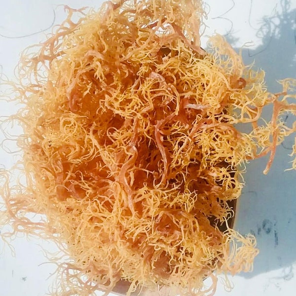 Wild Crafted Irish Moss - Etsy