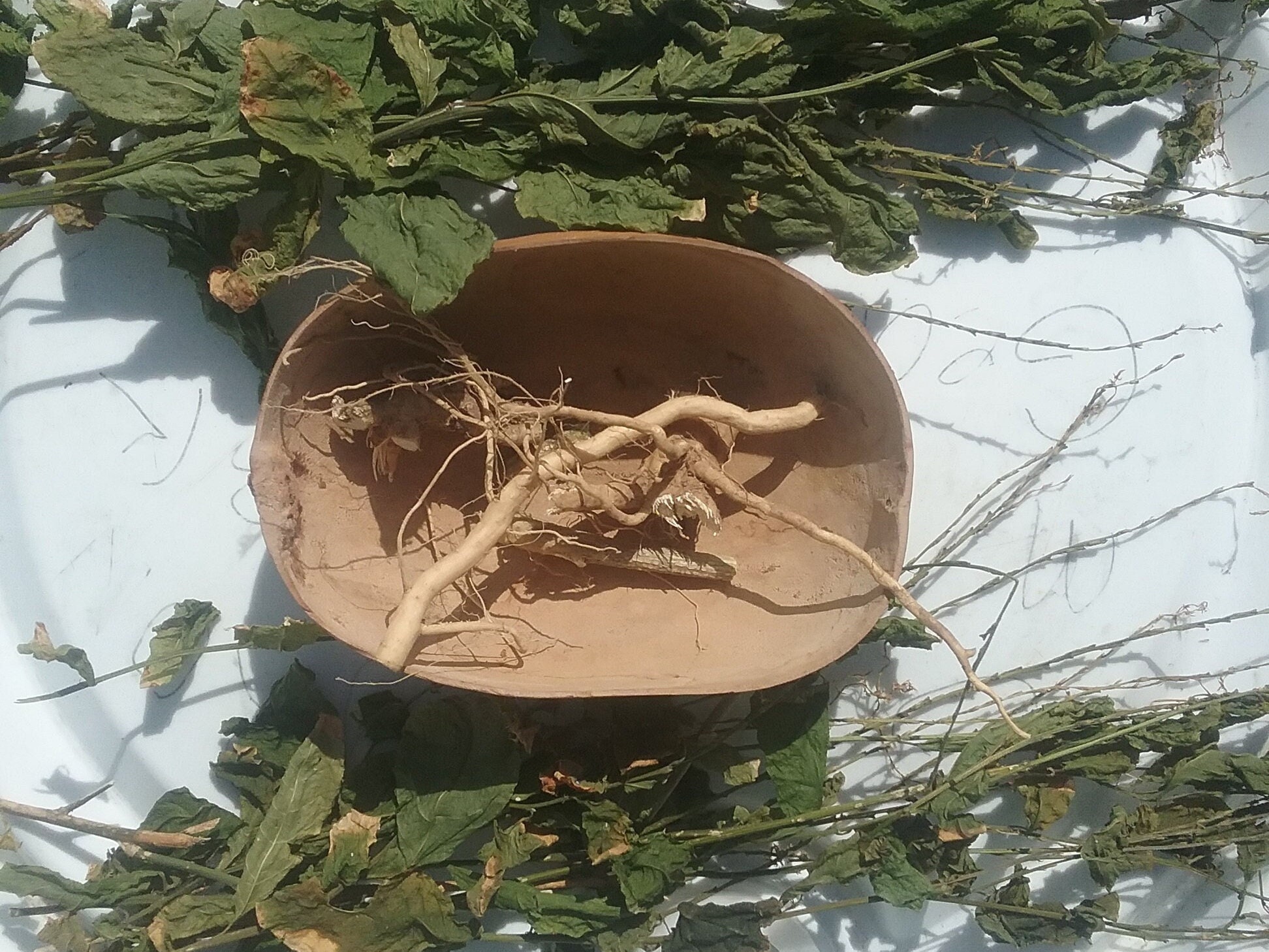 Guinea Hen Root (petiveria Alliacea)- Natural Herbal Tea From St ...