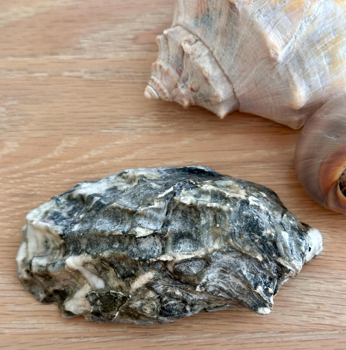 Navy Blue Sea Turtle Decoupage Oyster Shell - Etsy