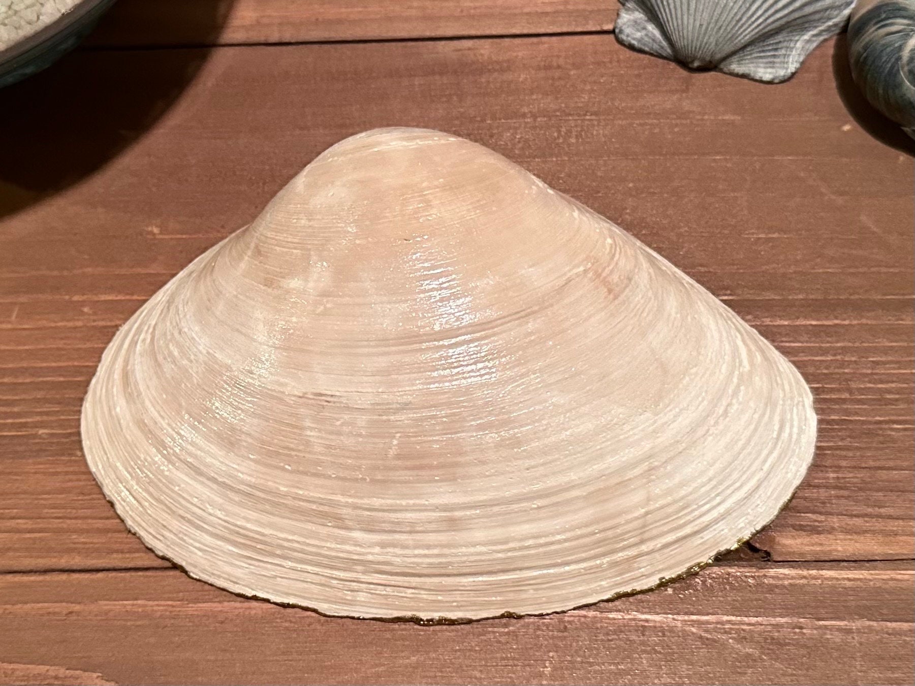 Green Sea Turtle Decoupage Clam Shell - Etsy