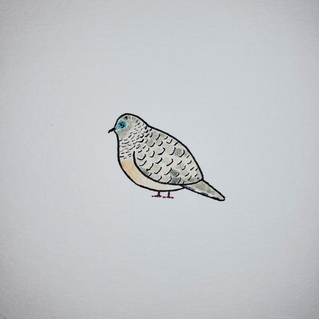 Borb No. 804 - Peaceful Dove - Etsy