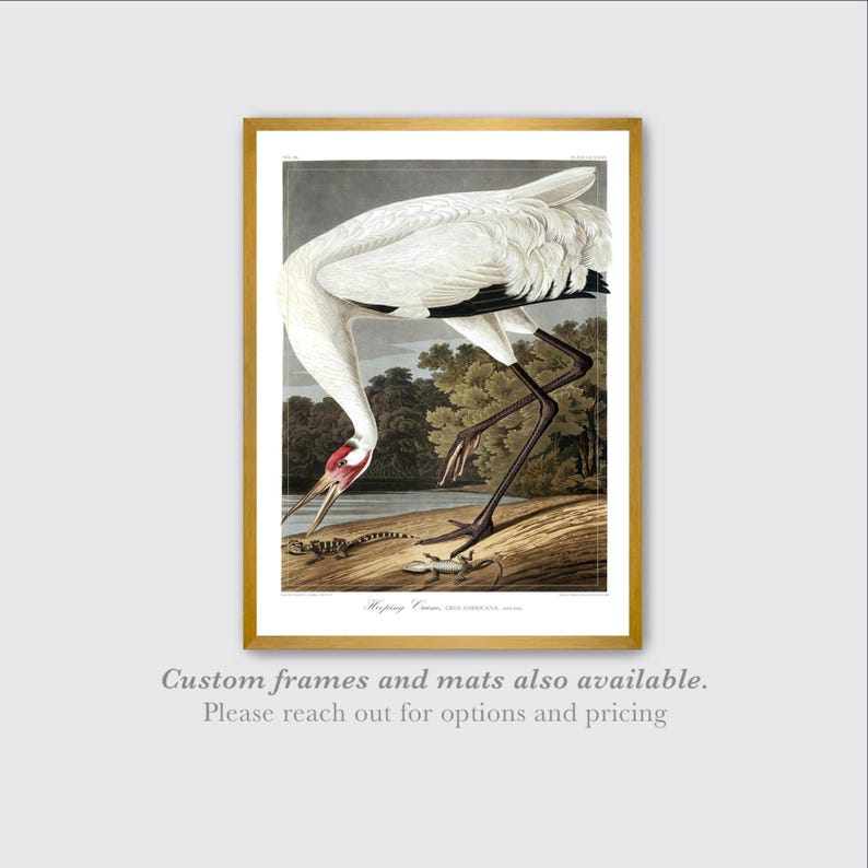 Audubon Whooping Crane Print: Vintage Bird Art - Etsy