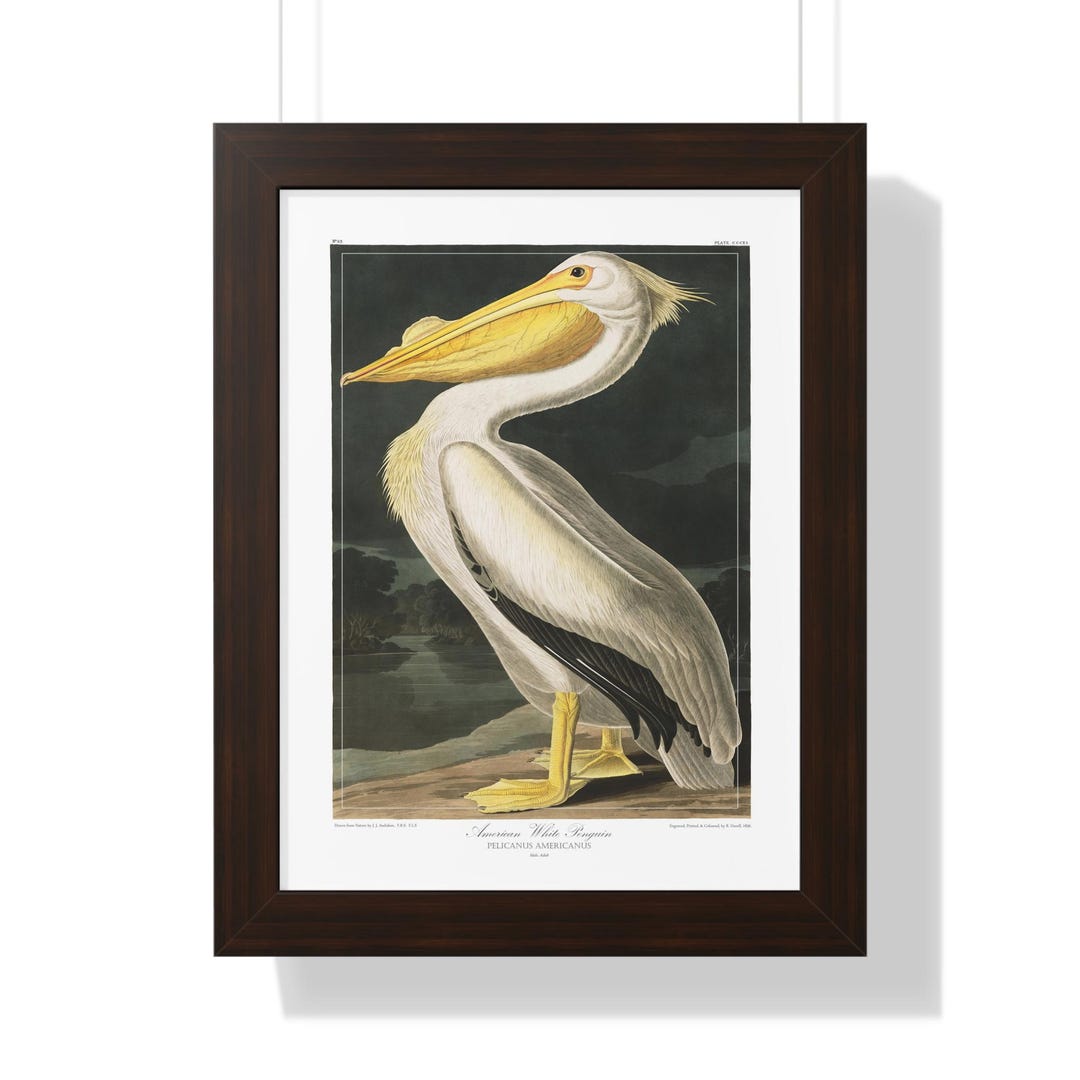Framed White Pelican Print by J.J. Audubon | Vintage Bird Art | Coastal ...