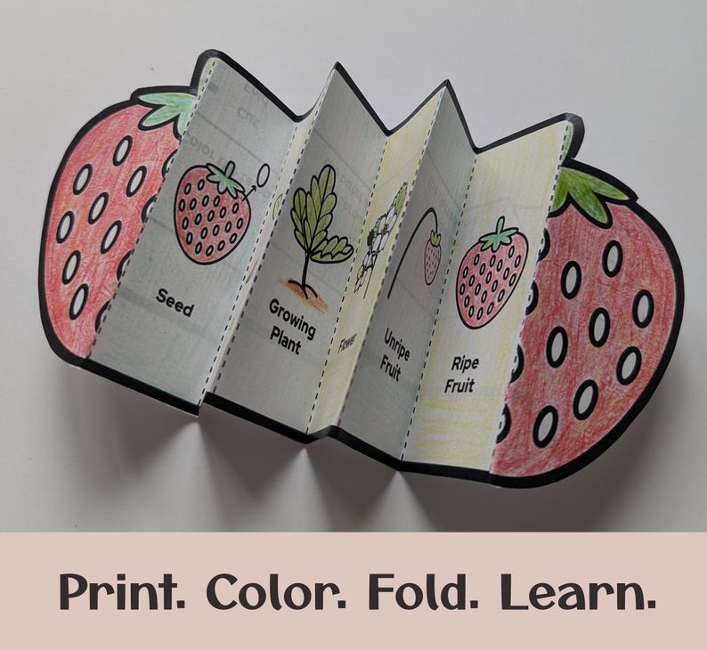 DIY Foldable Strawberry Lifecycle | Seed to Fruit | Preschool Coloring ...