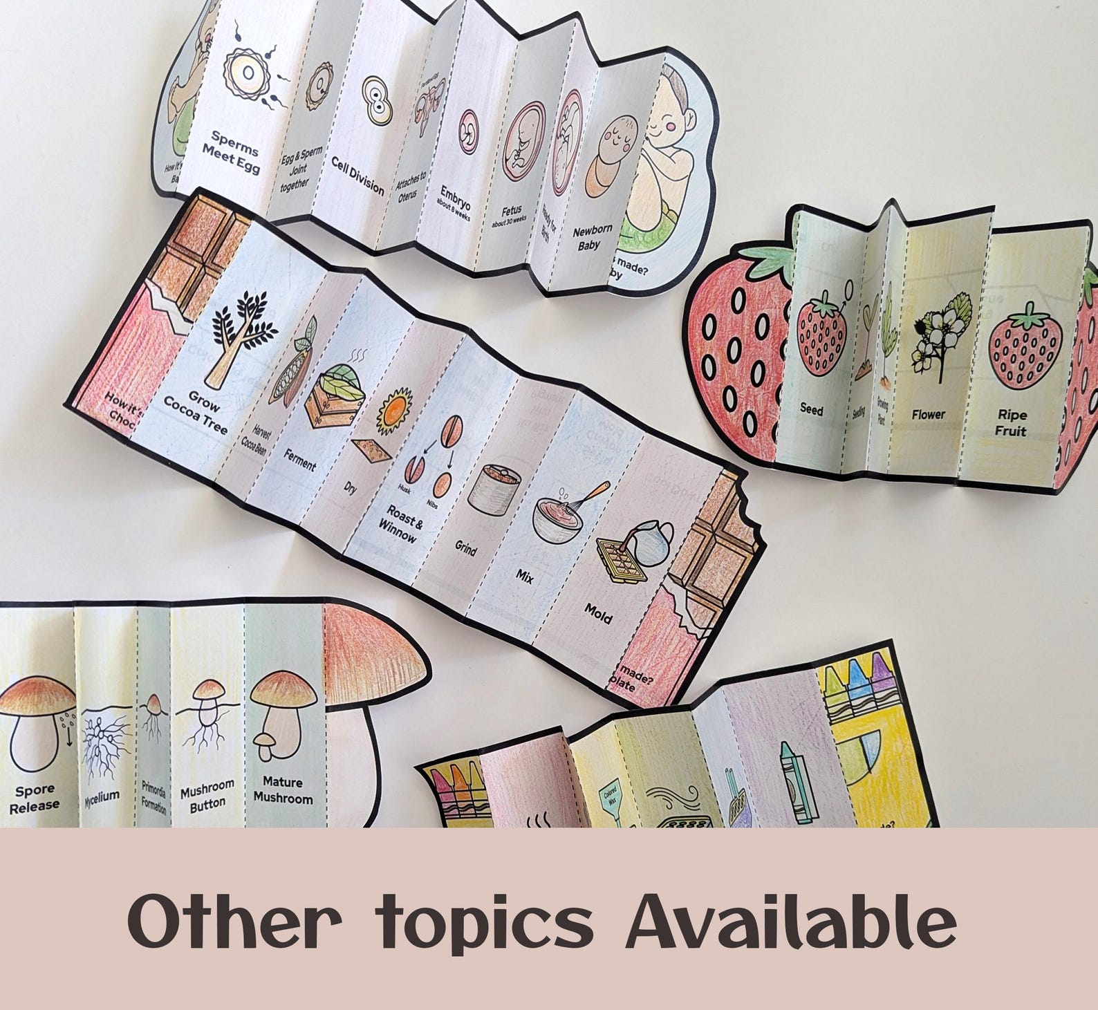 DIY Foldable Mushroom Lifecycle | Early Education | Preschool Coloring ...