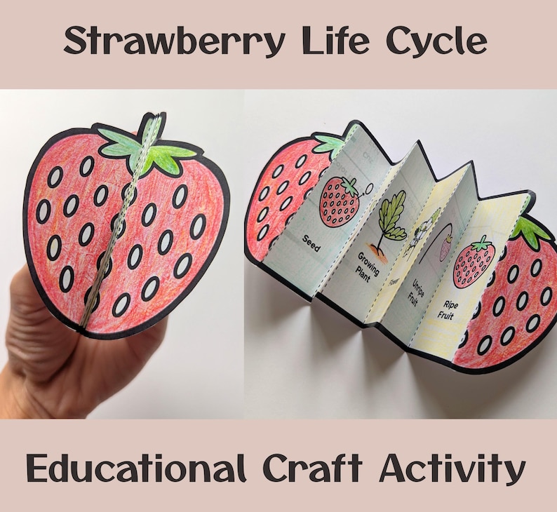 DIY Foldable Strawberry Lifecycle | Seed to Fruit | Preschool Coloring ...