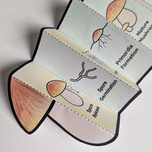 DIY Foldable Mushroom Lifecycle | Early Education | Preschool Coloring ...