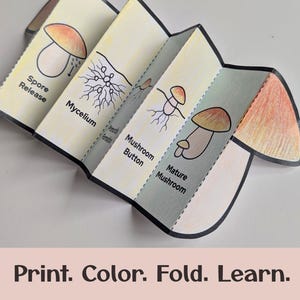 DIY Foldable Mushroom Lifecycle | Early Education | Preschool Coloring ...
