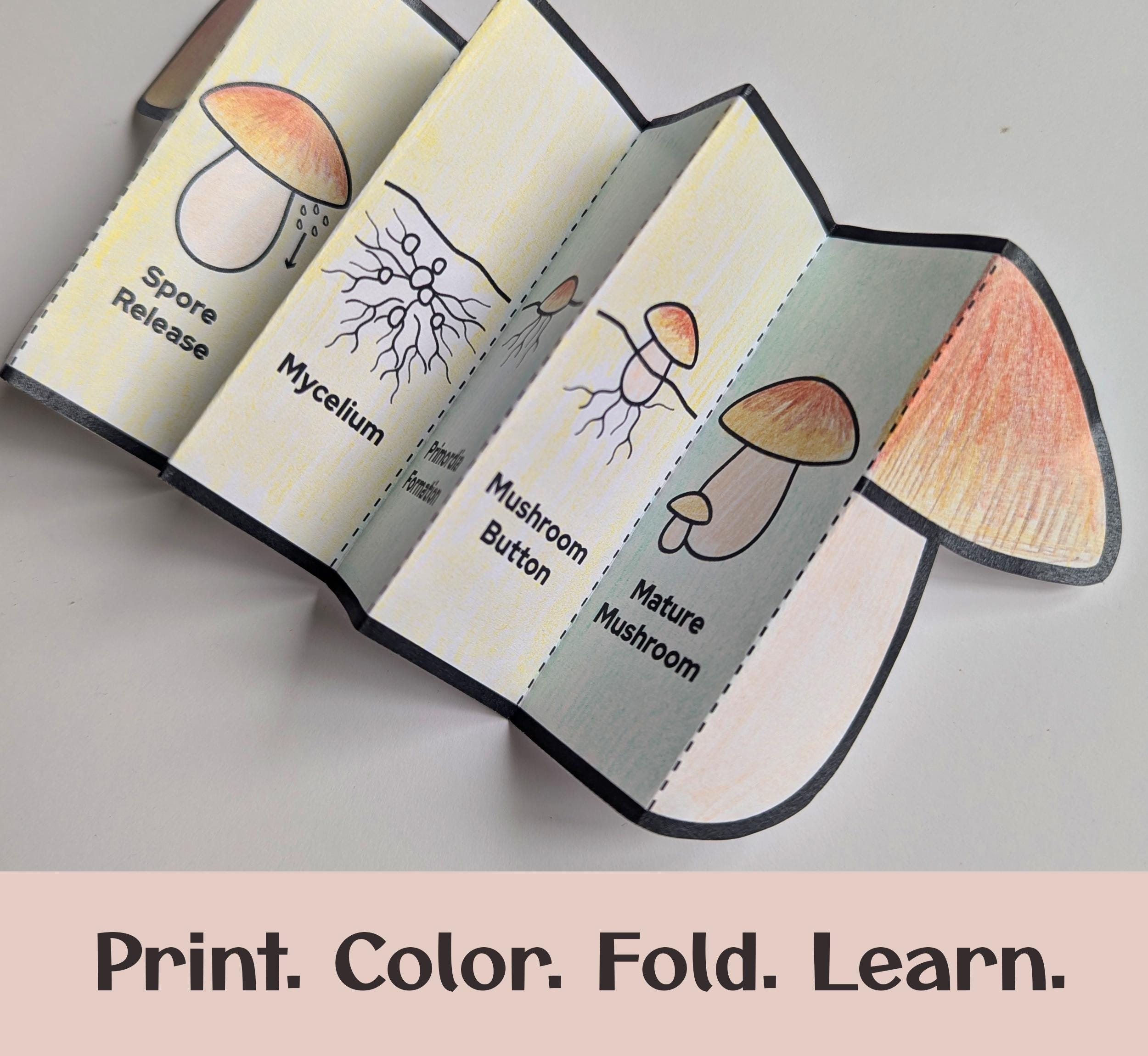 DIY Foldable Mushroom Lifecycle | Early Education | Preschool Coloring ...