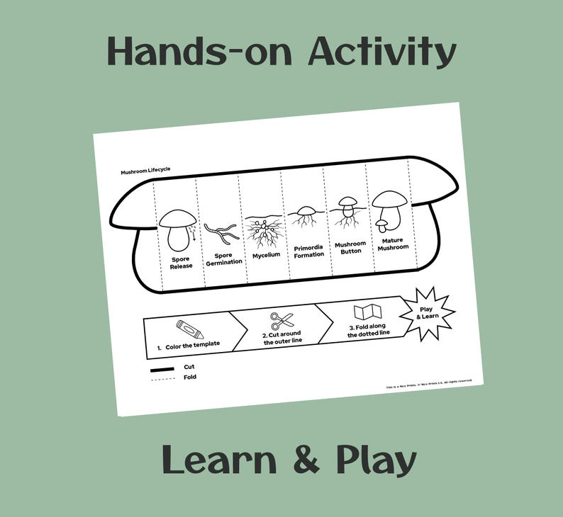 DIY Foldable Mushroom Lifecycle | Early Education | Preschool Coloring ...