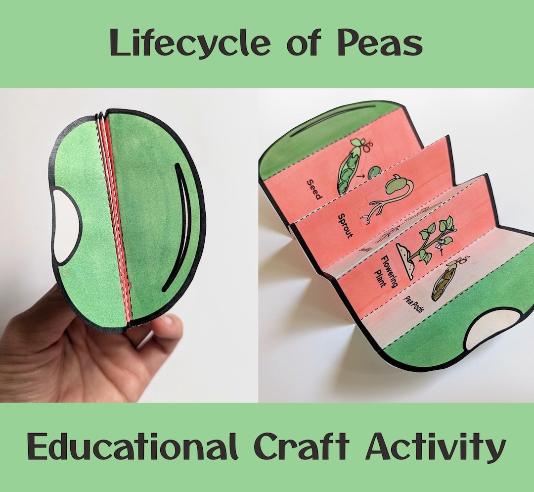 DIY Bean Lifecycle | Foldable Plant Growth Activity | Preschool ...