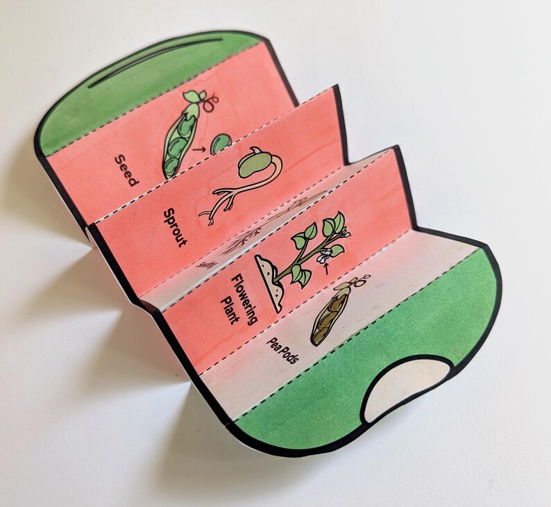 DIY Bean Lifecycle | Foldable Plant Growth Activity | Preschool ...