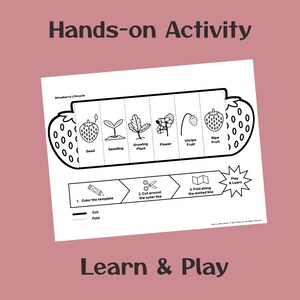 DIY Foldable Strawberry Lifecycle | Seed to Fruit | Preschool Coloring ...