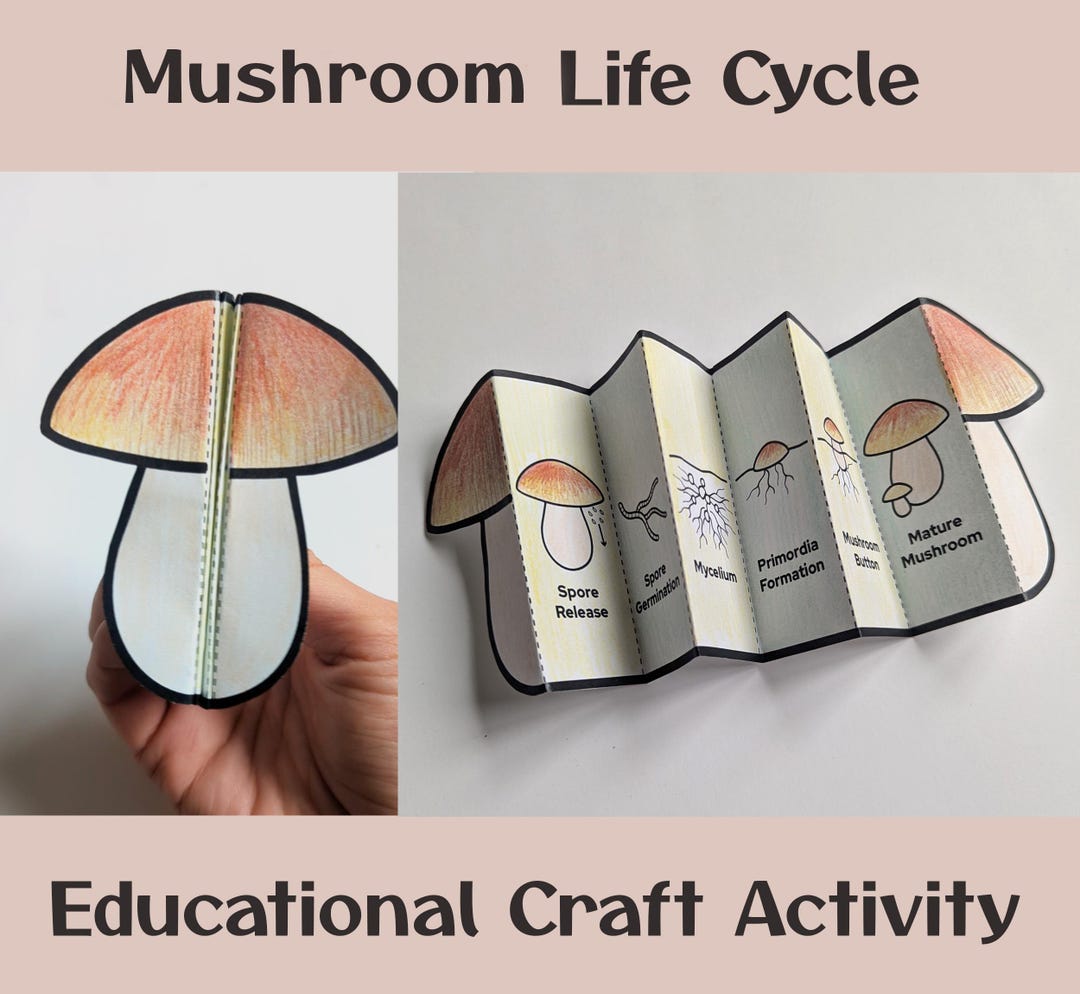 DIY Foldable Mushroom Lifecycle | Early Education | Preschool Coloring ...