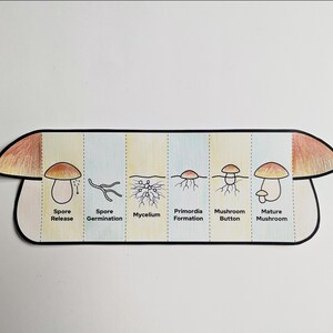 DIY Foldable Mushroom Lifecycle | Early Education | Preschool Coloring ...