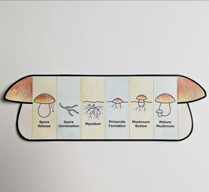 DIY Foldable Mushroom Lifecycle | Early Education | Preschool Coloring ...