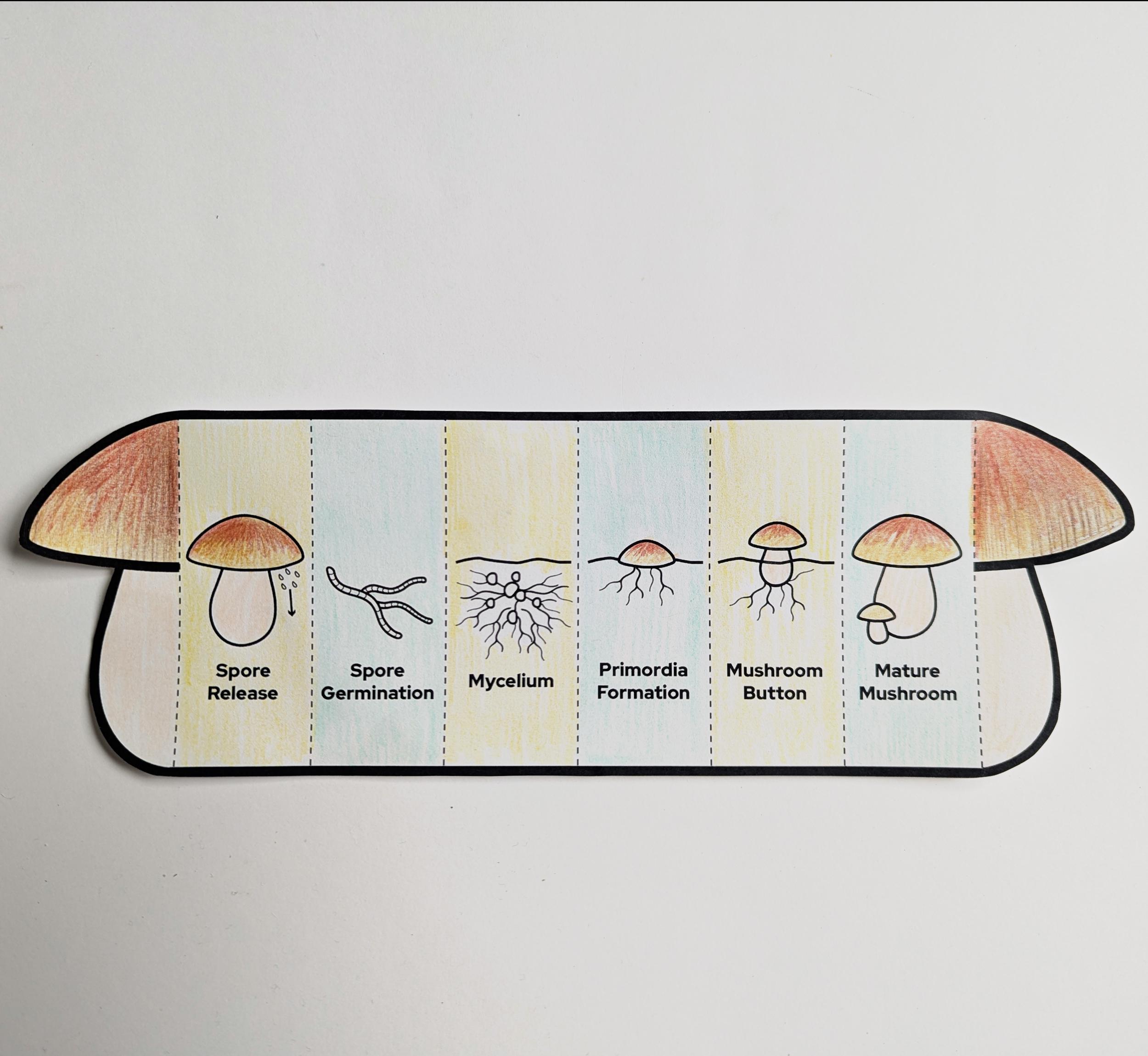 DIY Foldable Mushroom Lifecycle | Early Education | Preschool Coloring ...