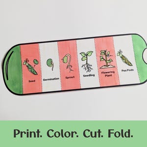 DIY Bean Lifecycle | Foldable Plant Growth Activity | Preschool ...