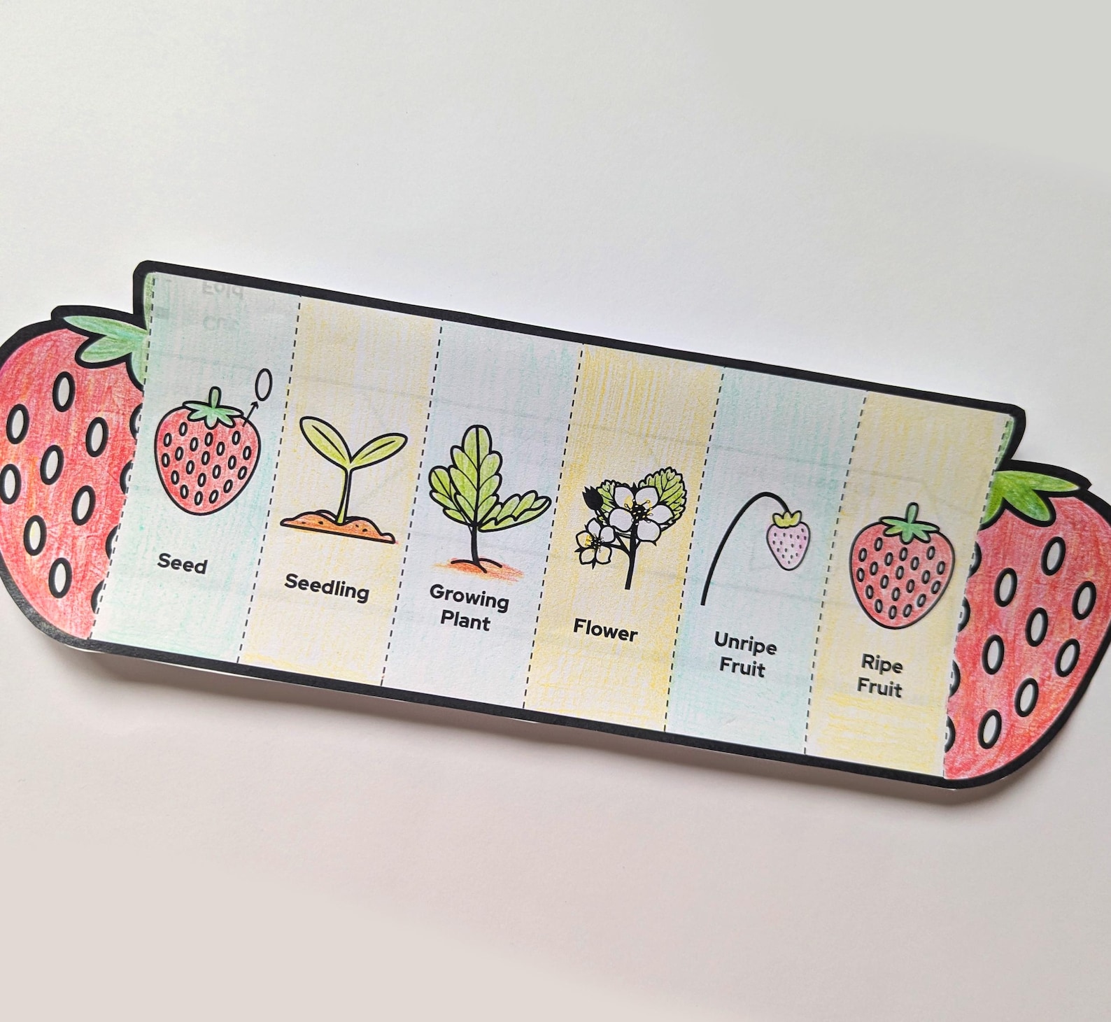 DIY Foldable Strawberry Lifecycle | Seed to Fruit | Preschool Coloring ...